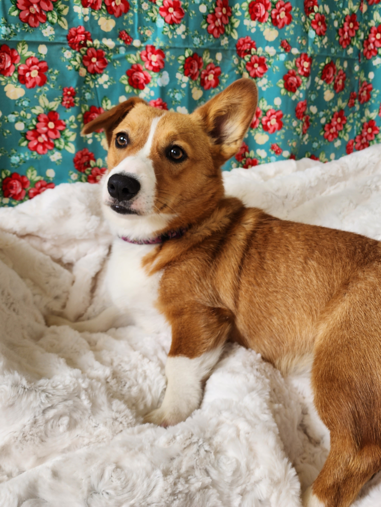 Starfire - Tiny Titans K9