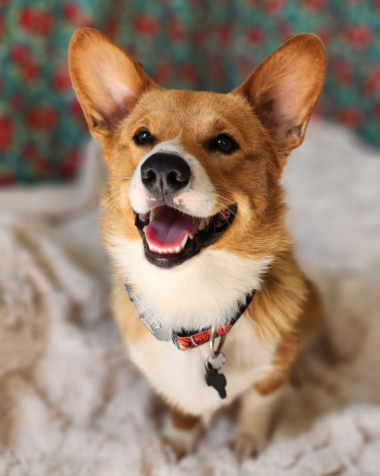 Family - Tiny Titans K9