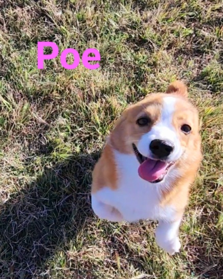 Puppies - Tiny Titans K9